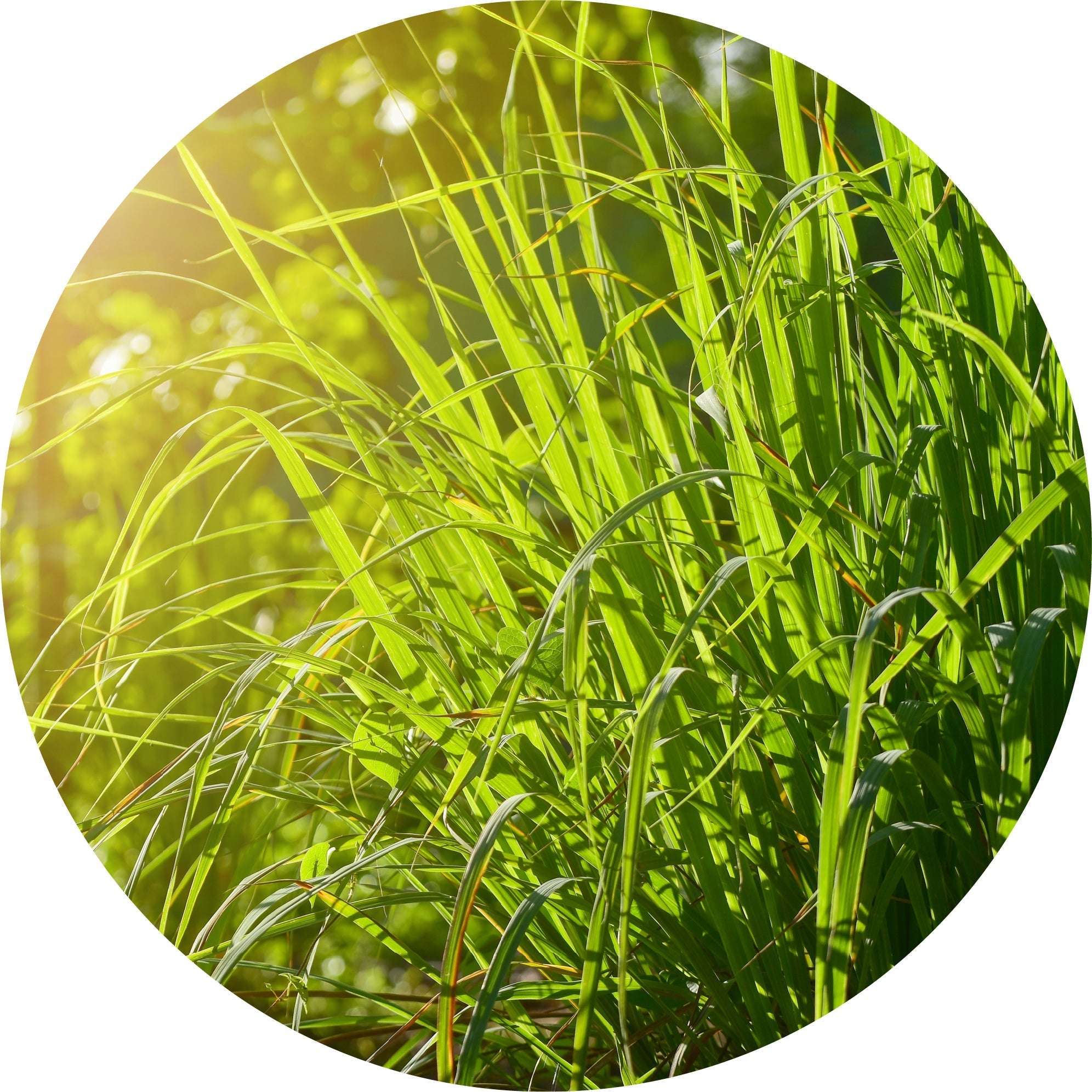 Gingergrass - Essential Oil – Living Libations CA