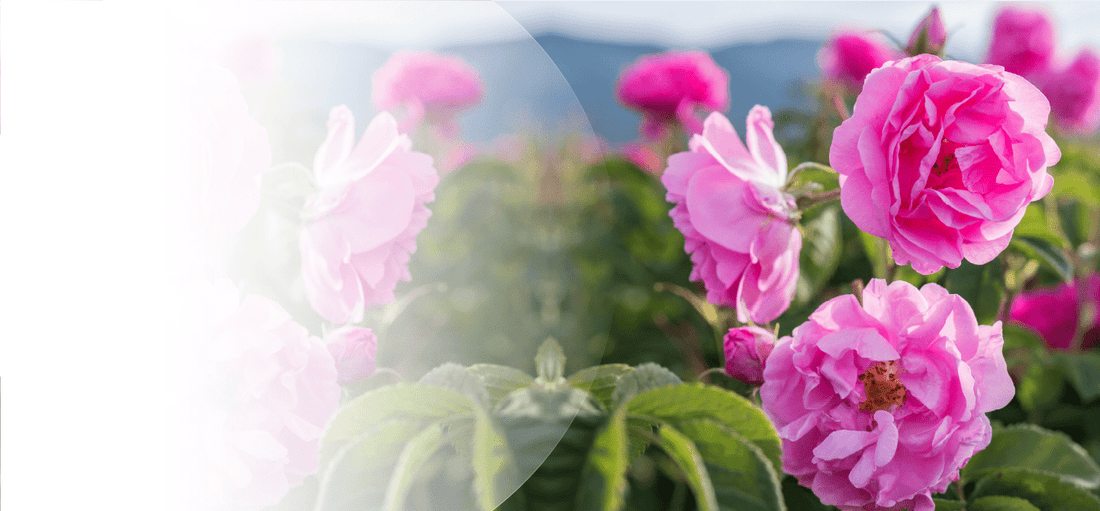 Living Libations® Official Website – Living Libations CA