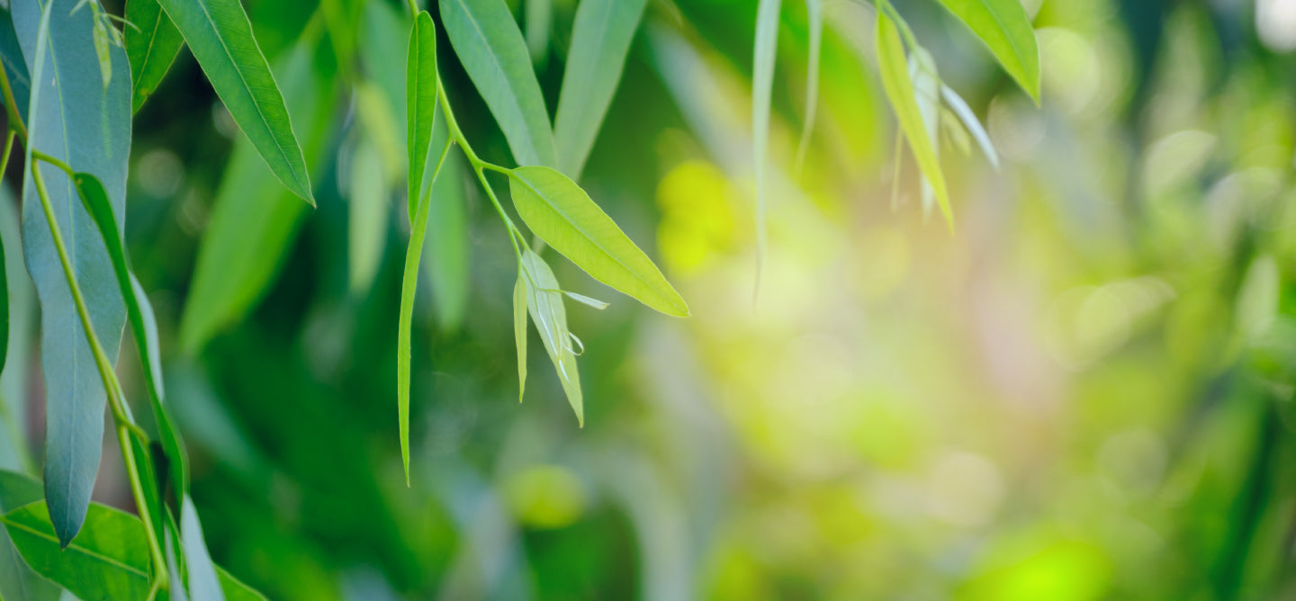 Living Libations® Official Website – Living Libations CA