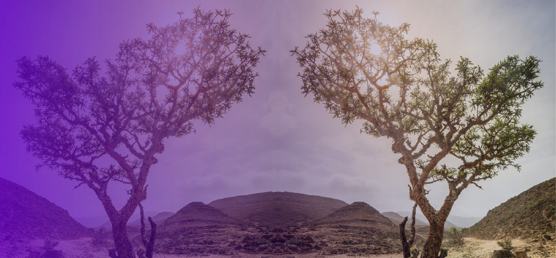 Living Libations® Official Website – Living Libations CA