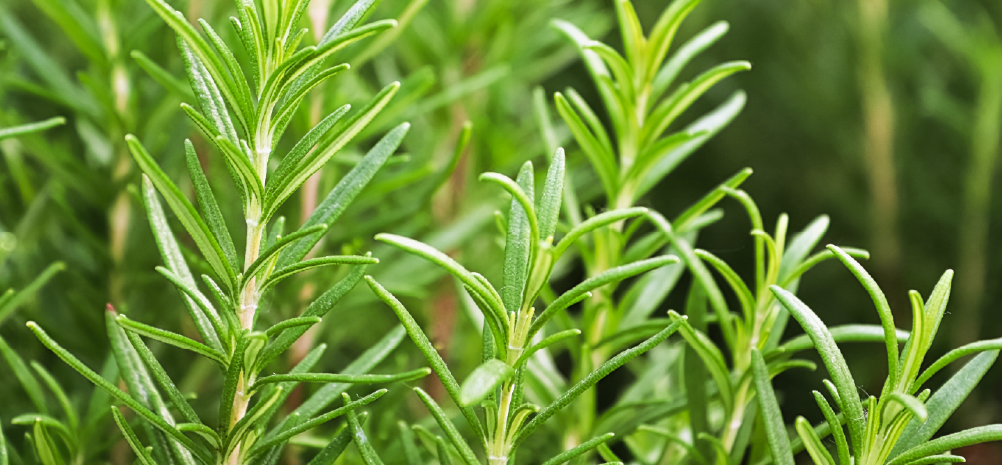 Living Libations® Official Website – Living Libations CA