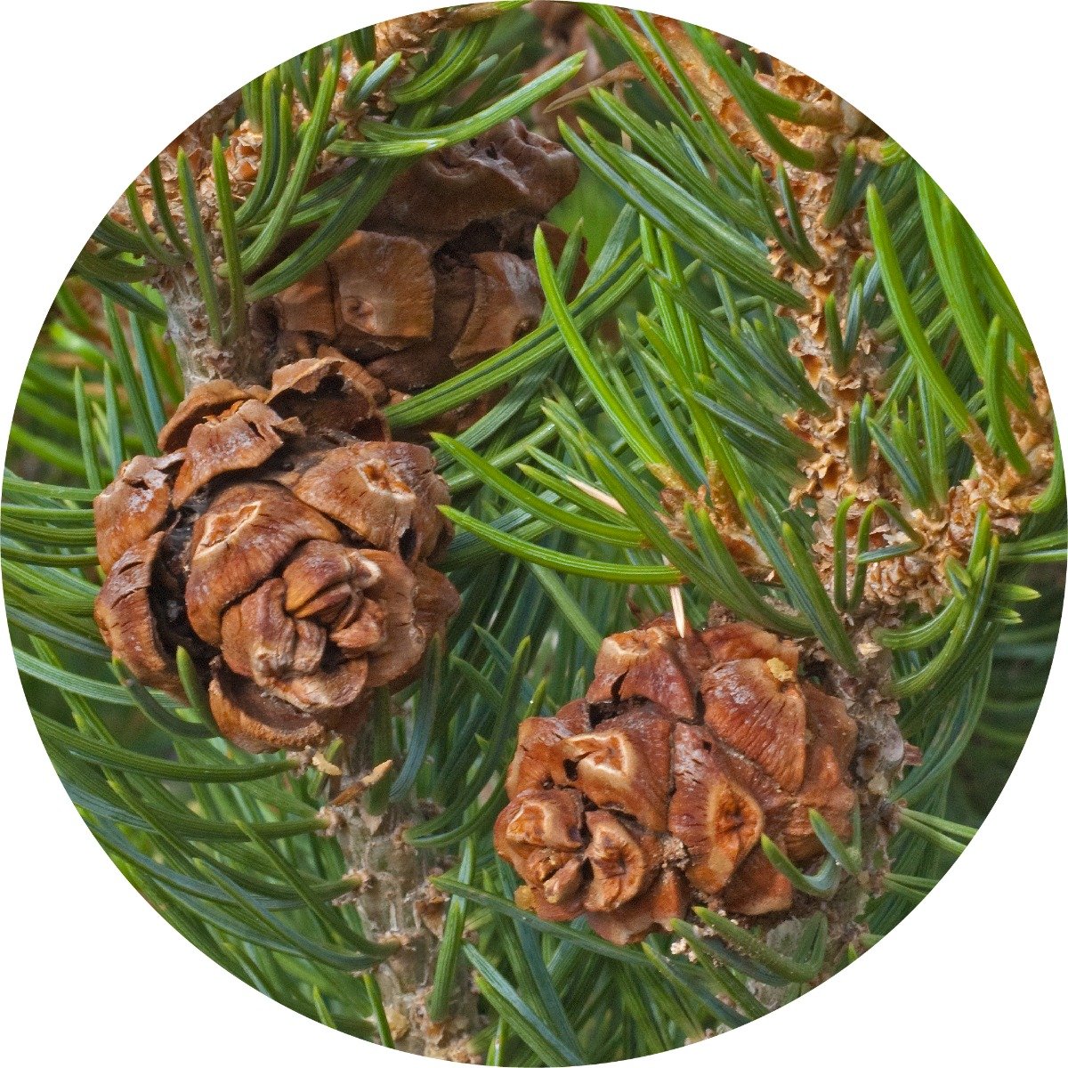 Piñon Pine Cone Essential Oil – Living Libations CA
